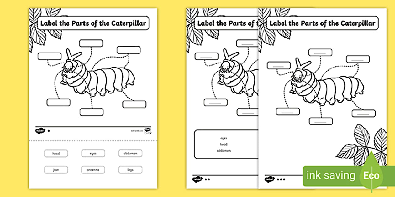 Editable Label the Parts of a Caterpillar Worksheet - Twinkl