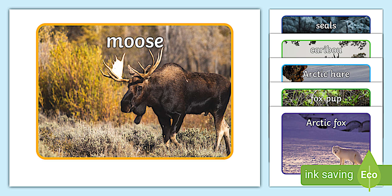 Arctic Display Photographs (teacher made) - Twinkl