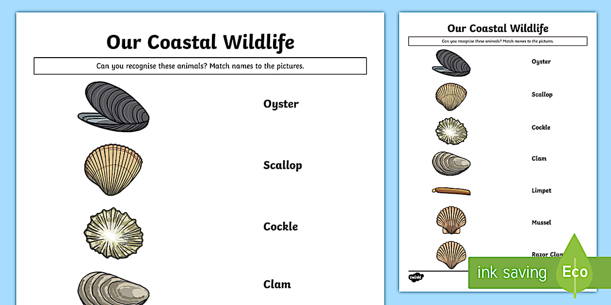 Our Coastal Wildlife - Shells Match and Draw - Twinkl