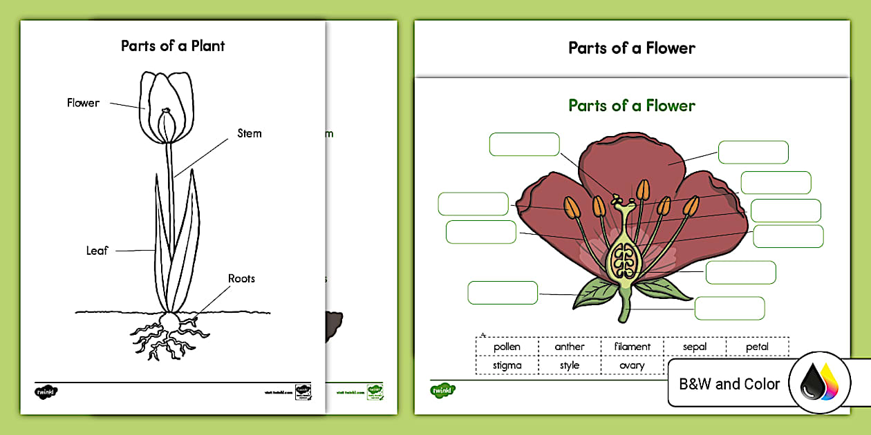 Parts of a Flower and Plant Labeling Activity Worksheet for K-2nd Grade