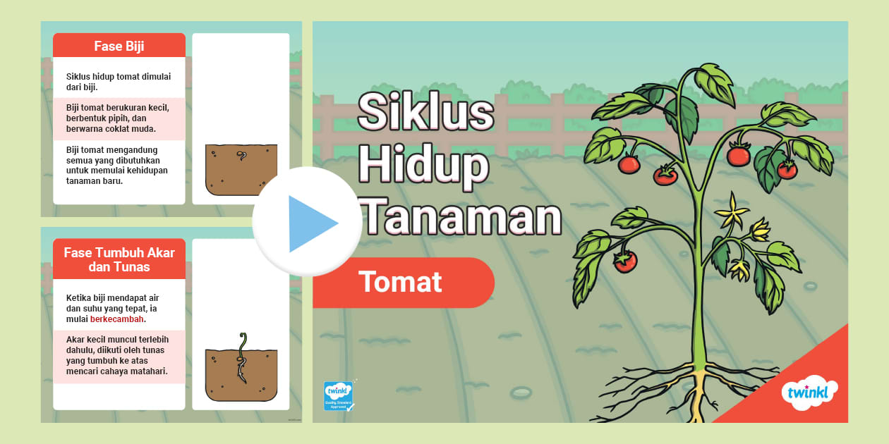 PowerPoint Siklus Hidup Tanaman Tomat (teacher made)
