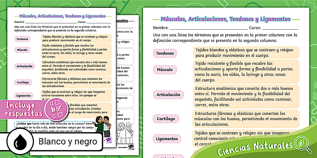 Guía | Músculos | Tendones | Articulaciones | Ligamentos
