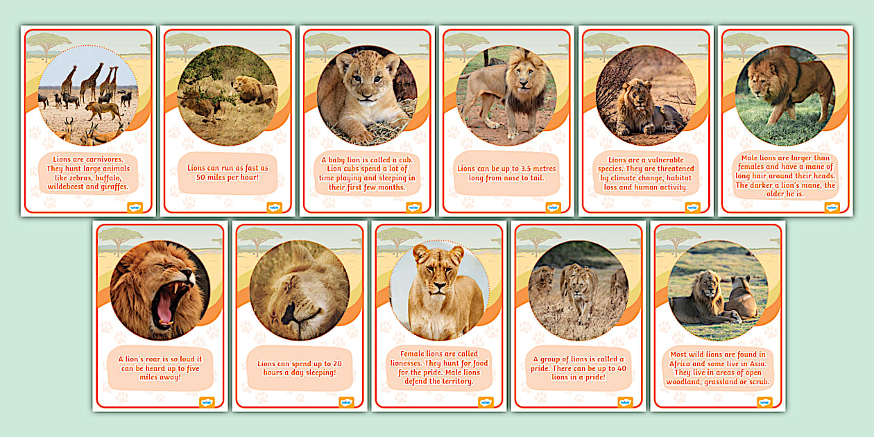 Lion Facts Display Posters - KS1 Science - Animals - Twinkl