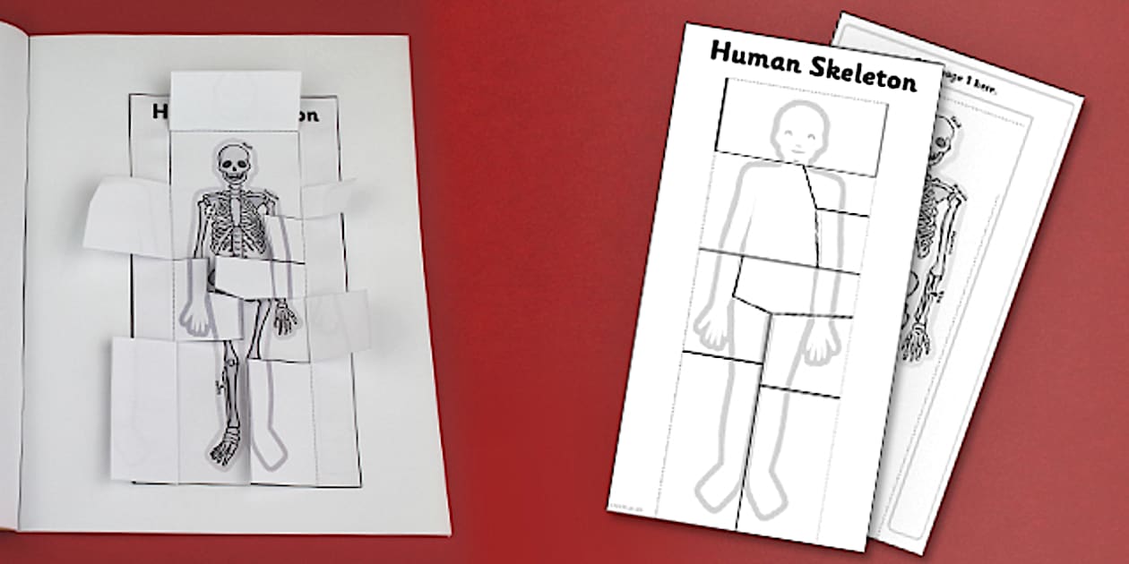 Human Skeleton Interactive Visual Aid (teacher made)
