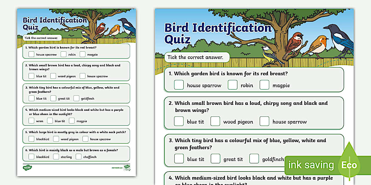 Bird Identification Paper Quiz - KS1 (teacher made) - Twinkl