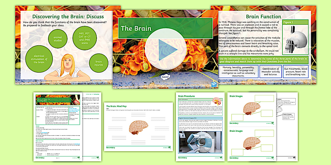 AQA Biology Unit 4.5 Lesson 6 The Brain Lesson Pack - Twinkl