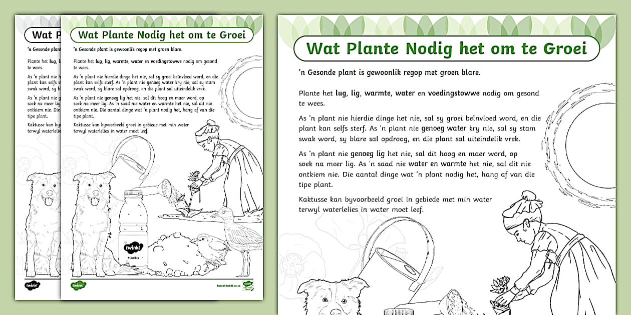 Wat 'n Plant Nodig het om Te Groei Werkkaart (teacher made)
