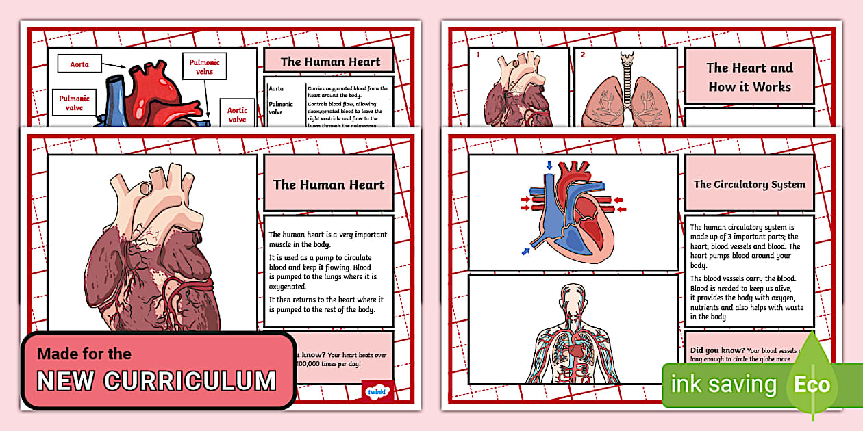 Display Posters on the Heart (teacher made) - Twinkl