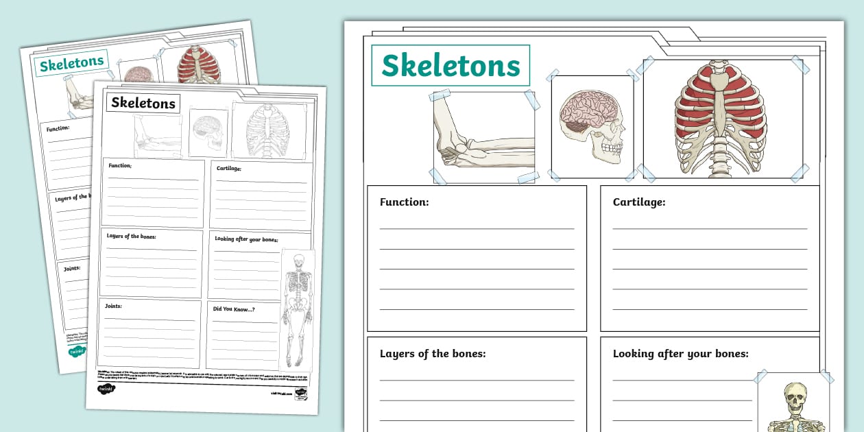 Skeleton Fact File Template (teacher made) - Twinkl Skeleton Fact File Template (teacher made) - Twinkl