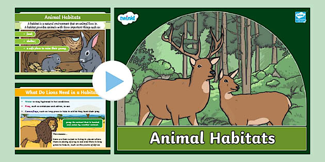 Animal Habitats PowerPoint (teacher made) - Twinkl
