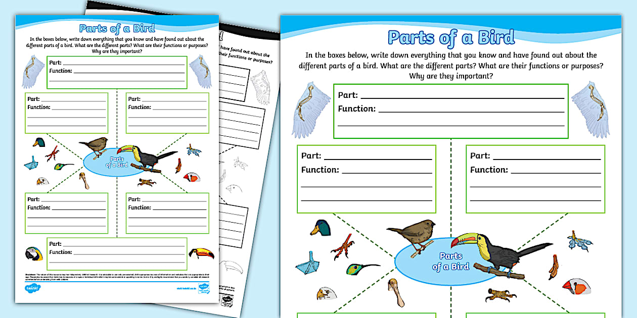 Parts of a Bird Mind Map (teacher made) - Twinkl