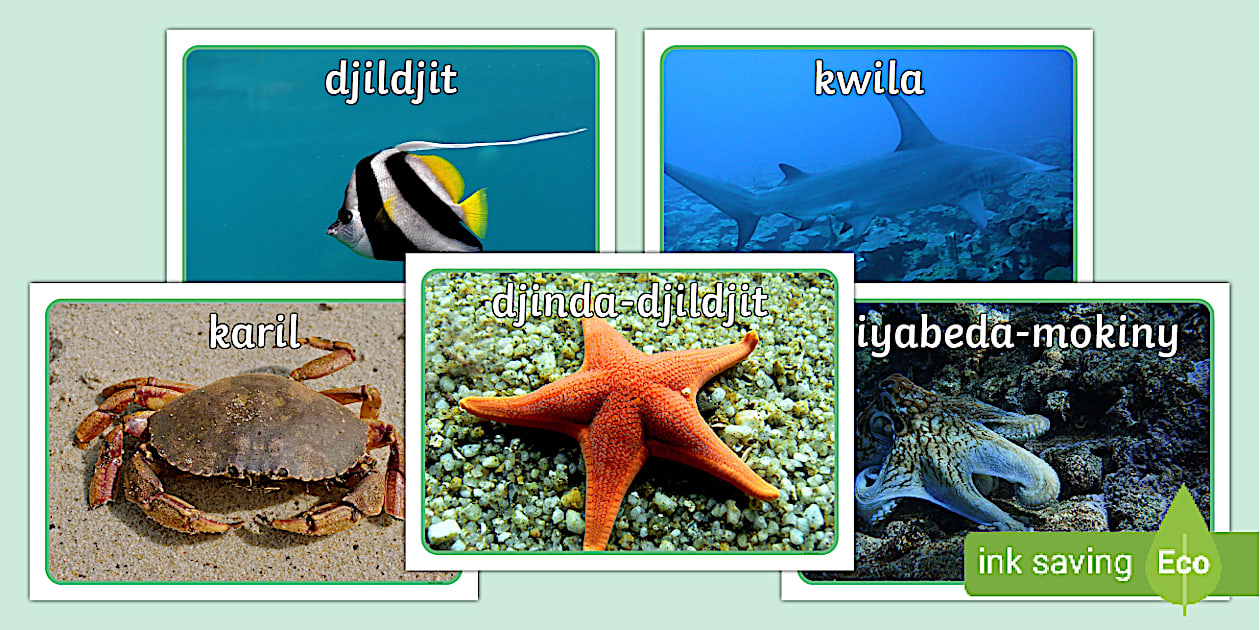 Ocean Animal A4 Display Photos in Noongar language - Twinkl