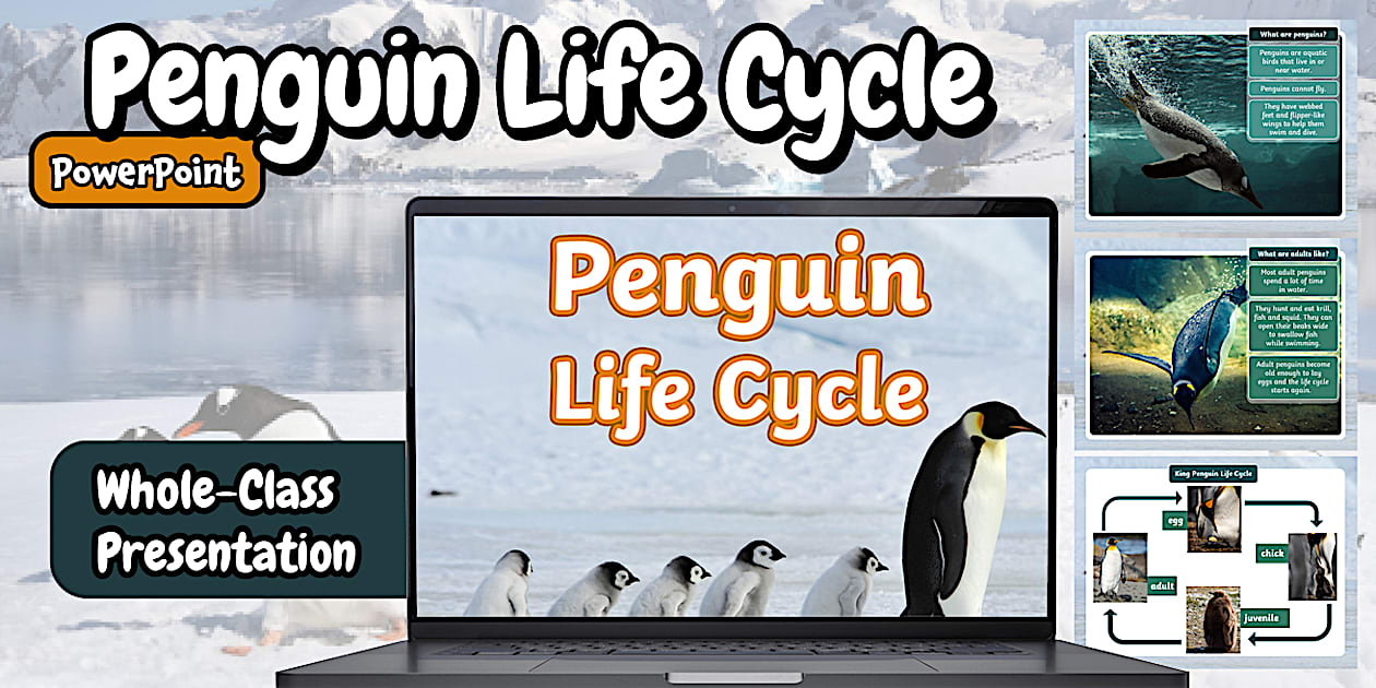 KS1 Life Cycle of a Penguin PowerPoint - Twinkl