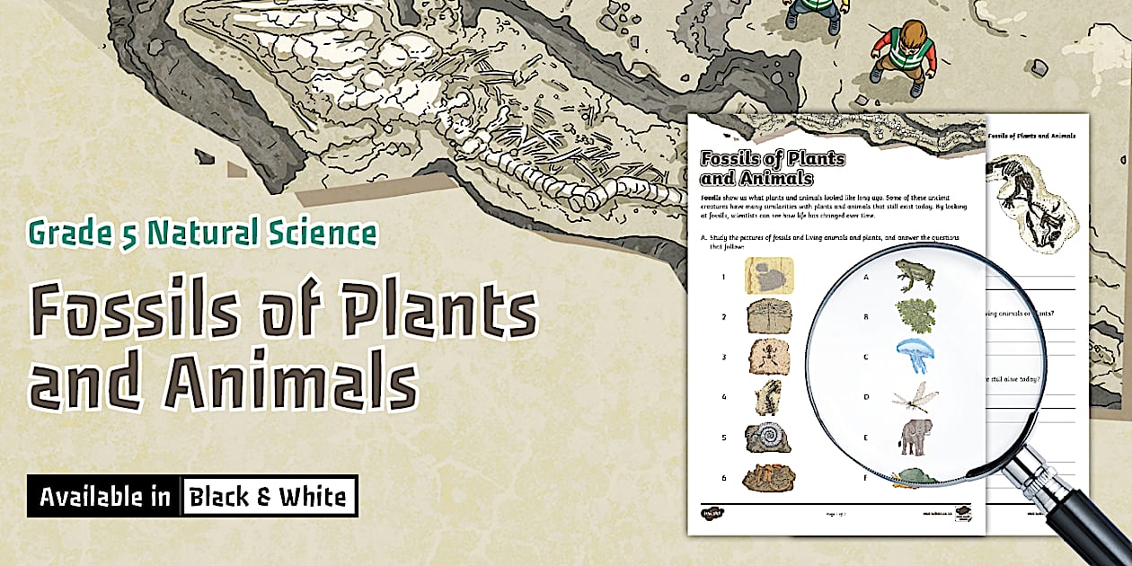 Gr 5 NS - Term 4 - Fossils of Plants and Animals - Activity