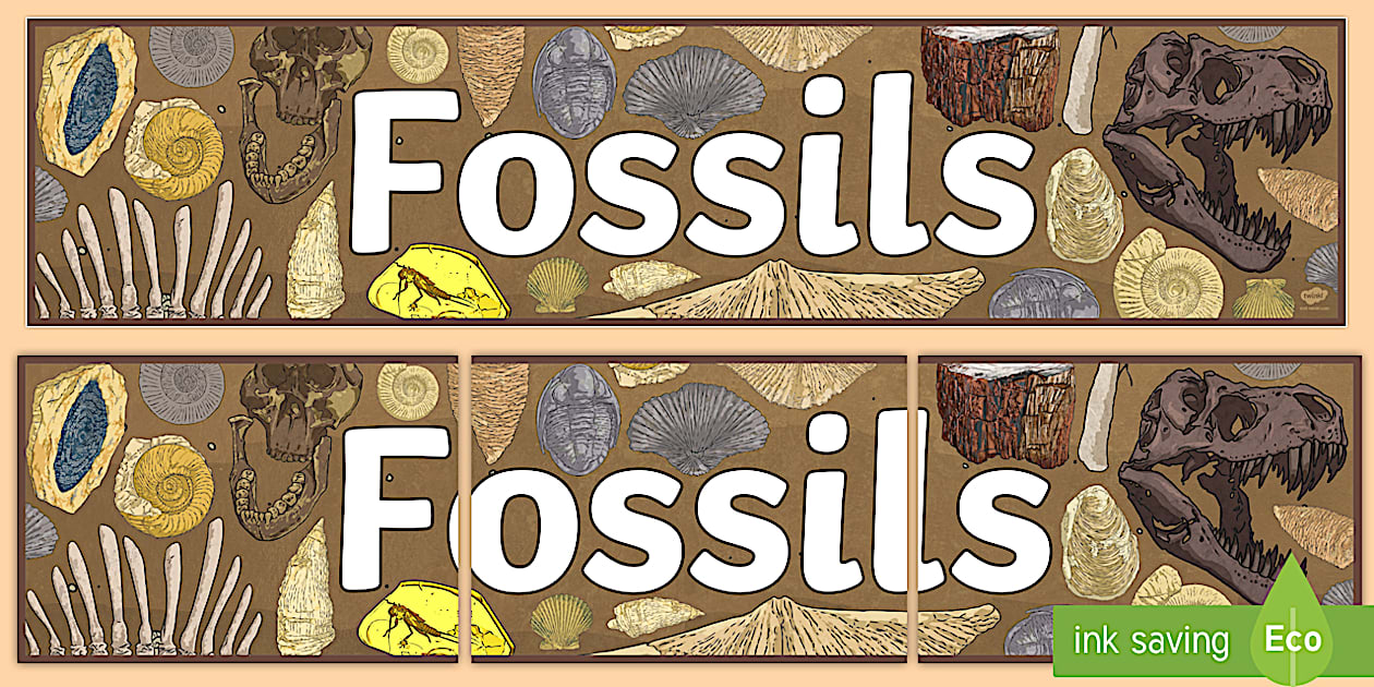 Cursive Fossils Display Banner (l'enseignant a fait)