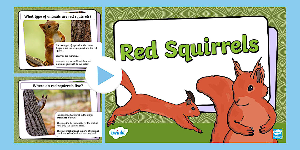 Red Squirrels PowerPoint - Twinkl - KS1 (teacher made)