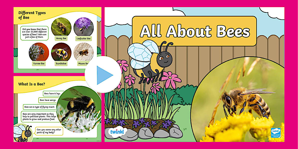 All About Bees PowerPoint (teacher made) - Twinkl