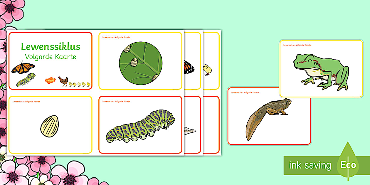 Editable Lewenssiklus Volgorde Kaarte (teacher made)