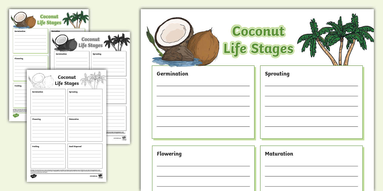 Coconut Life Stages Fact File Template (teacher made)