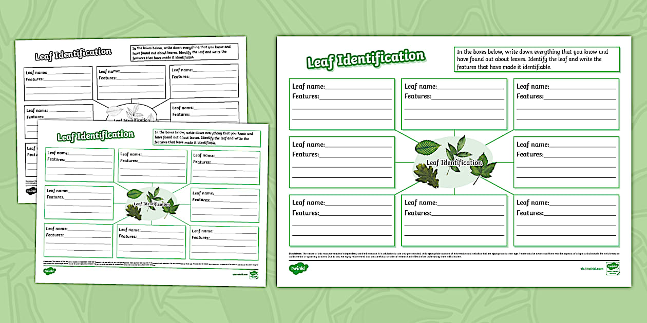 Leaf Classification Mind Map (Teacher-Made) - Twinkl