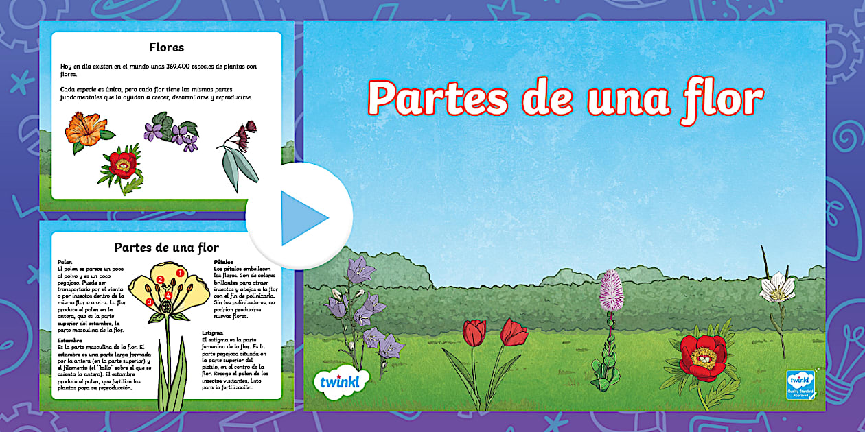 Presentación: Partes de una flor (teacher made) - Twinkl