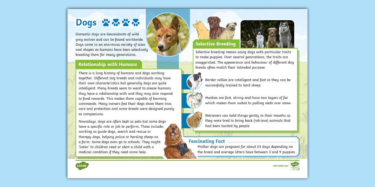 KS2 Dogs Fact File - Twinkl