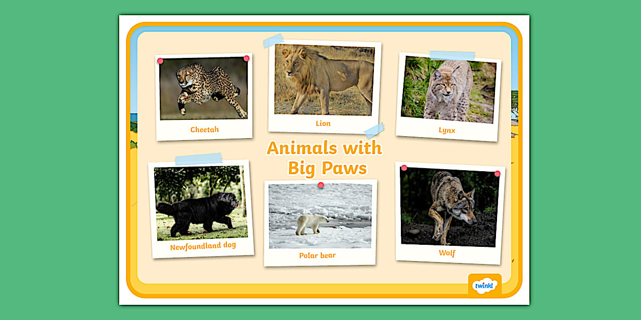 Animals with Big Paws Display Poster (teacher made) - Twinkl