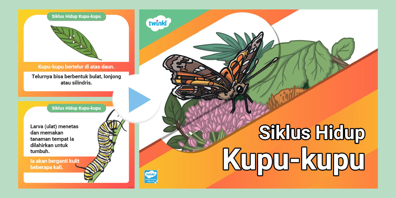 PowerPoint Siklus Hidup Kupu-Kupu - Twinkl
