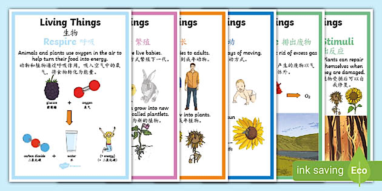 Characteristics of Living Things A4 Poster Set - English/Mandarin Chinese