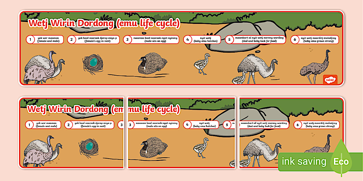 Emu Life Cycle in Noongar Language (Teacher-Made) - Twinkl