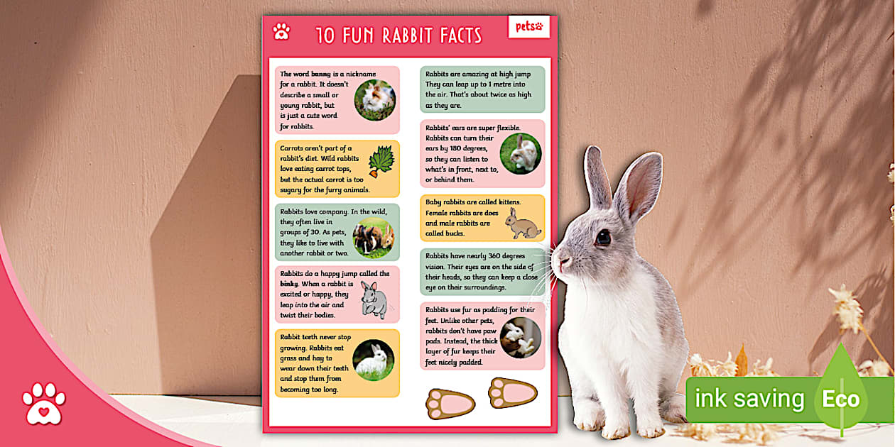 10 Rabbit Fun Facts - Information Sheet - Twinkl Pets