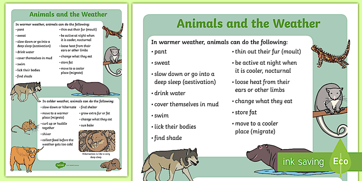 SA Animals and the Weather Display Poster (teacher made)