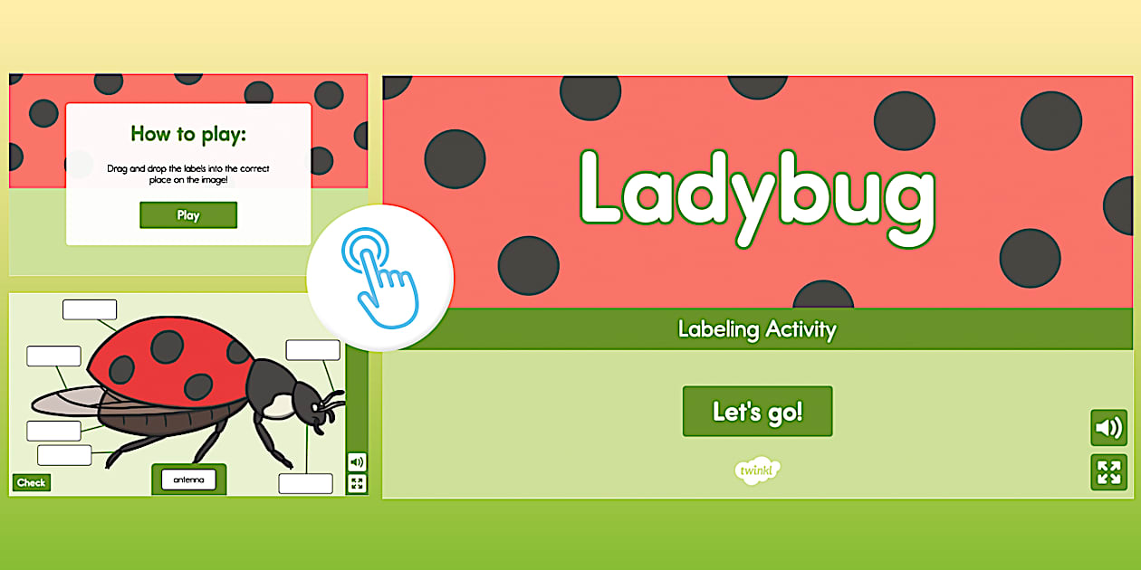 Ladybug Interactive Labeling Activity (Teacher-Made)
