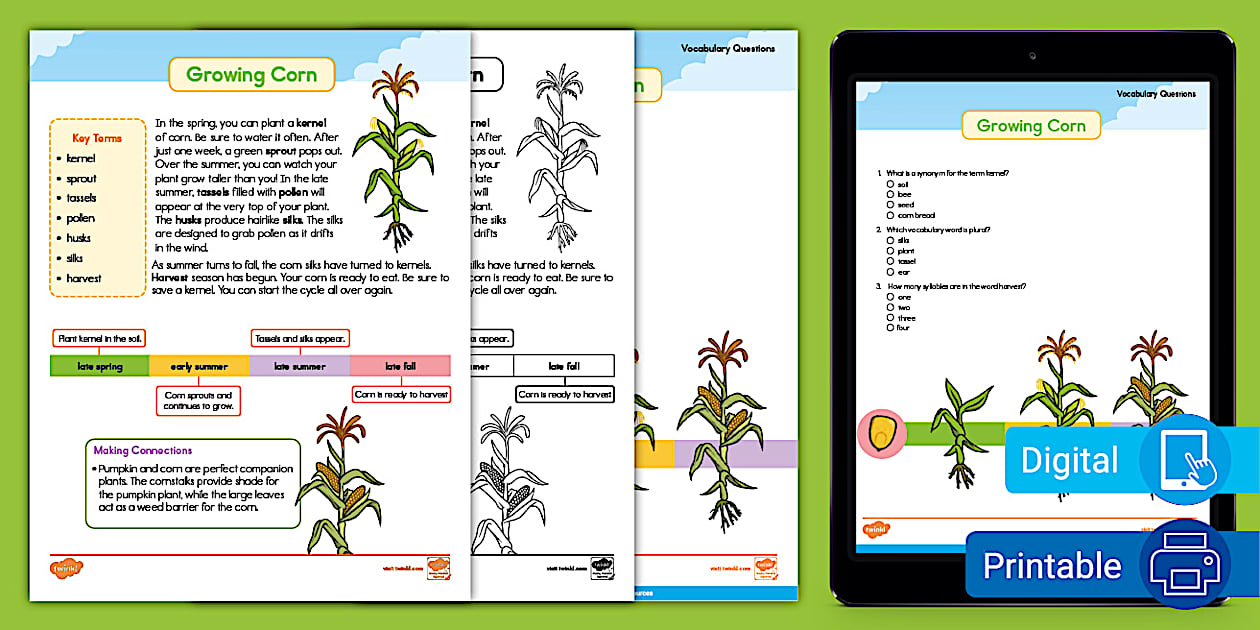 Second Grade Time to Grow Corn Fact File and Vocabulary