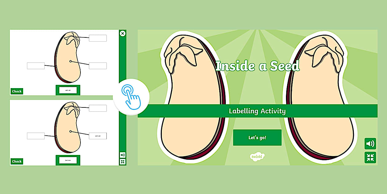 Inside A Seed Interactive Labelling - Science (teacher made)