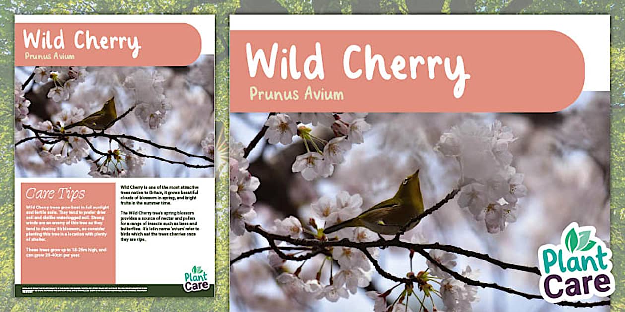 Tree Fact File: Wild Cherry (teacher made) - Twinkl