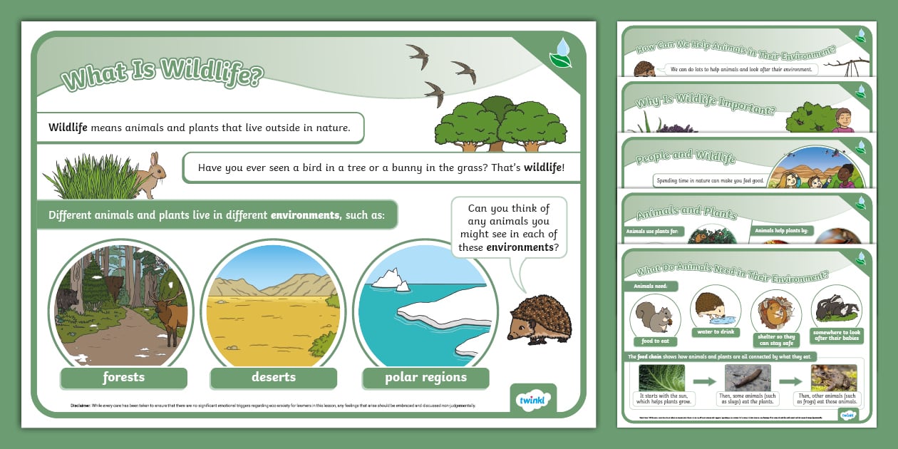 EYFS All About Animals and Their Environment Fact Files