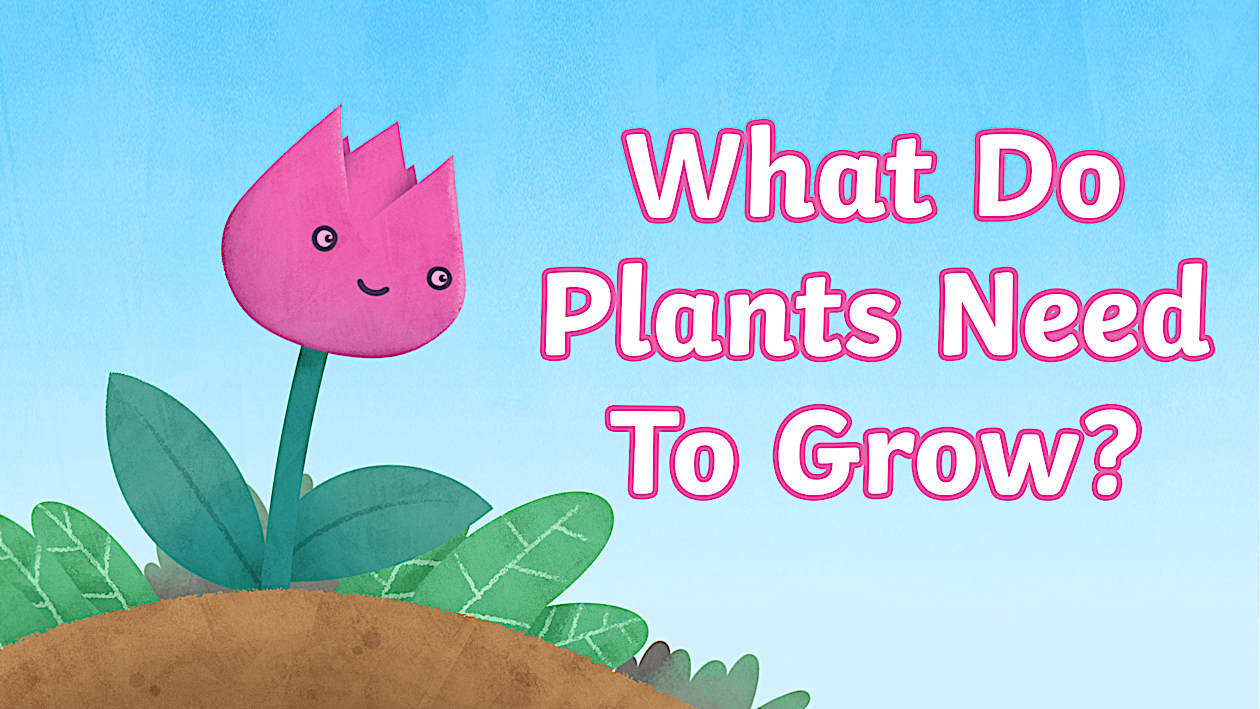 Plant Facts Video Animation | Twinkl Go!