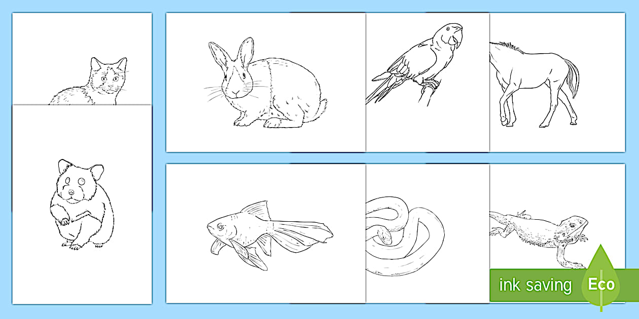 Extra Large Pets Themed Colouring Pages - KS2 National Pet Month (April ...