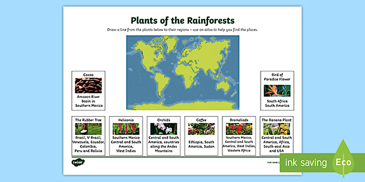 Black and White Plants of the Rainforest Worksheets - Twinkl