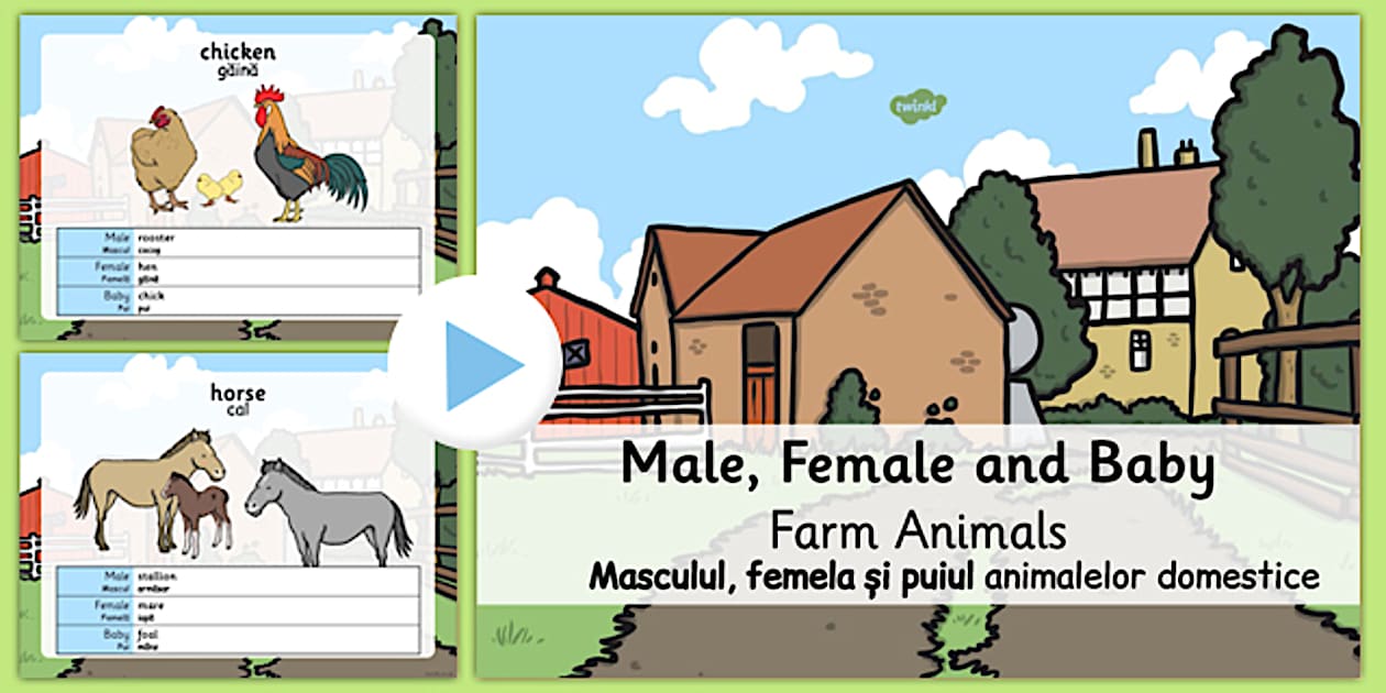 Male/Female Farm Animals and Their Young Names PowerPoint Romanian ...