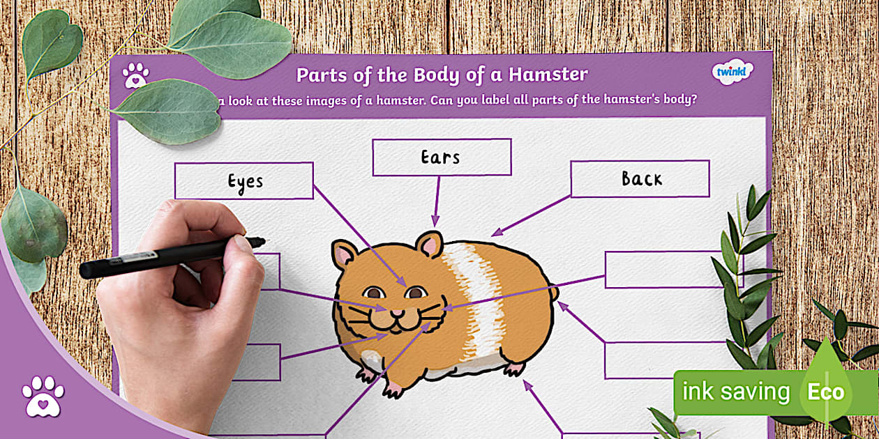 Parts of the Body of a Hamster - Labelling Activity - Pets