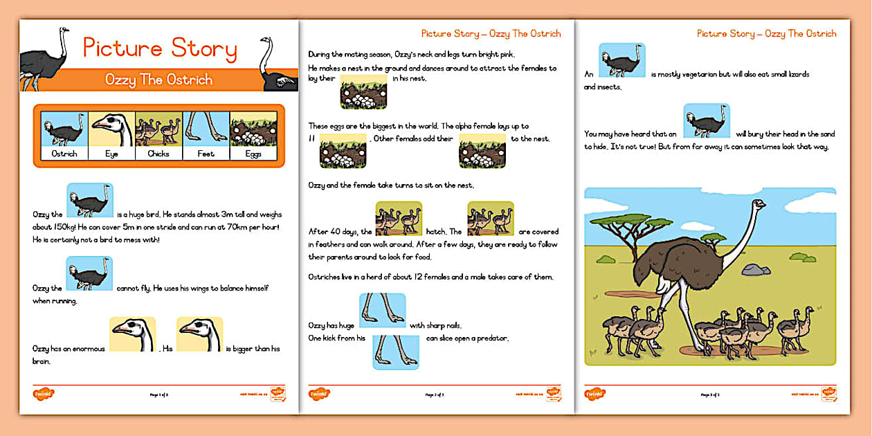 Ozzy The Ostrich Picture Story | Foundation Phase | Twinkl