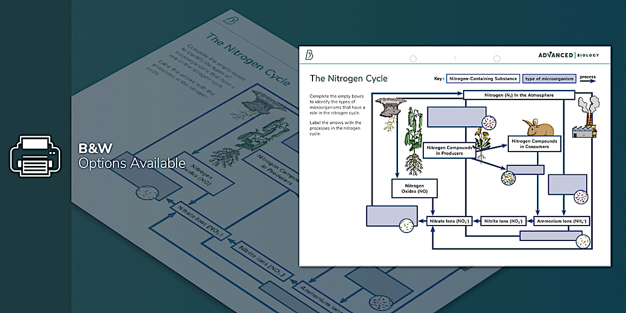 A Level Nitrogen Cycle Worksheet (teacher made) - Twinkl