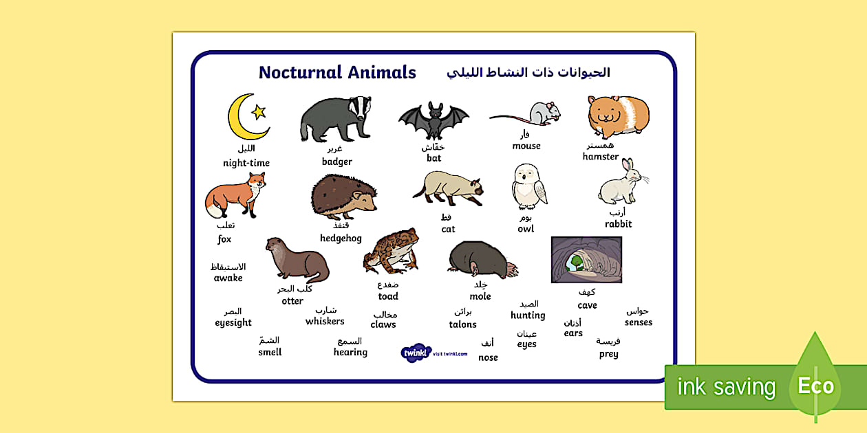Nocturnal Animals Word Mat Arabic/English (teacher made)