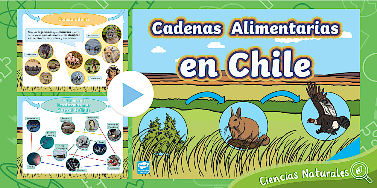 PowerPoint: Cadenas Alimentarias en Chile (Teacher-Made)