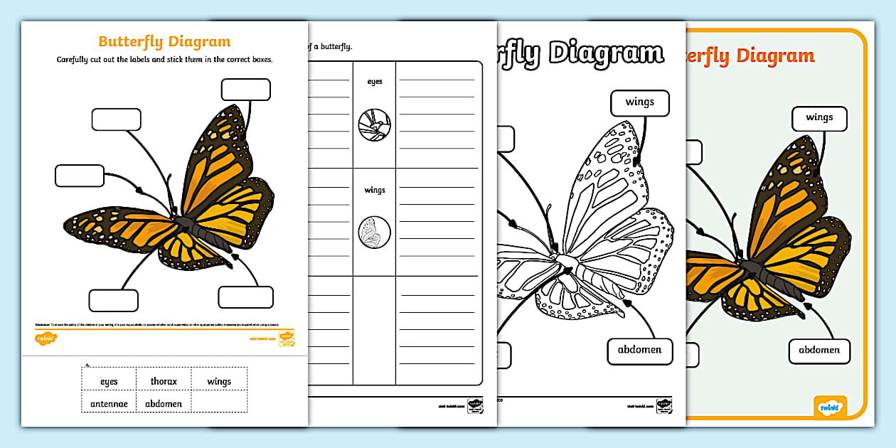 Butterfly Diagram Pack (teacher made) - Twinkl