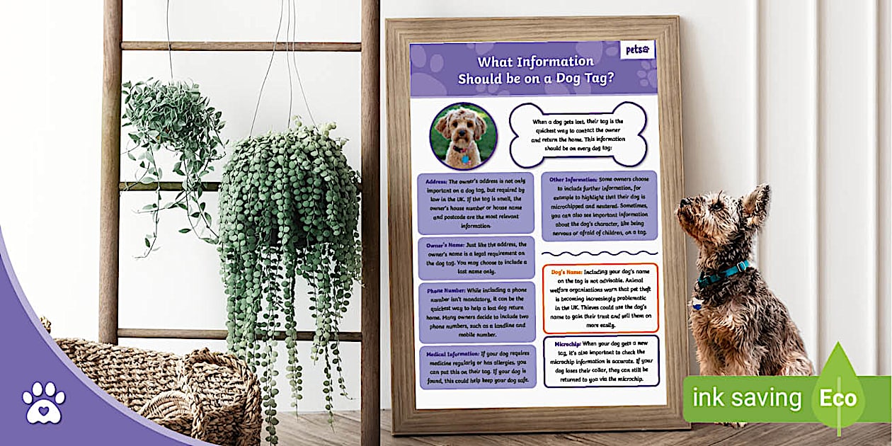 What Information Should be on a Dog Tag? Twinkl Pets