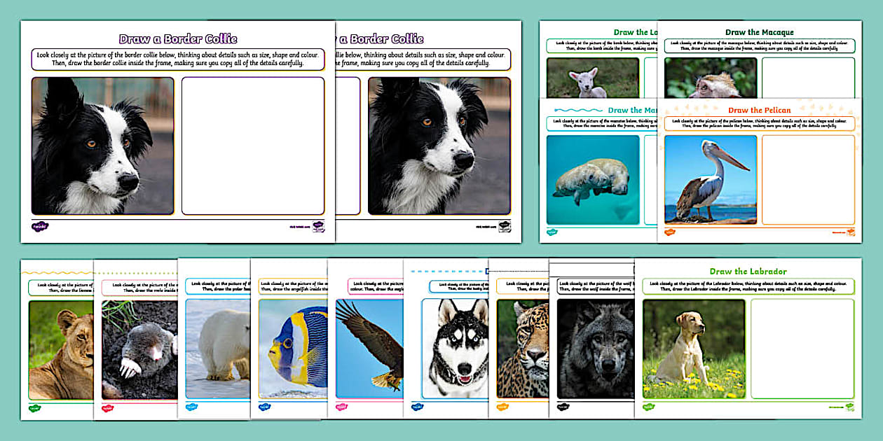 Draw the Animal Worksheets Pack (teacher made) - Twinkl