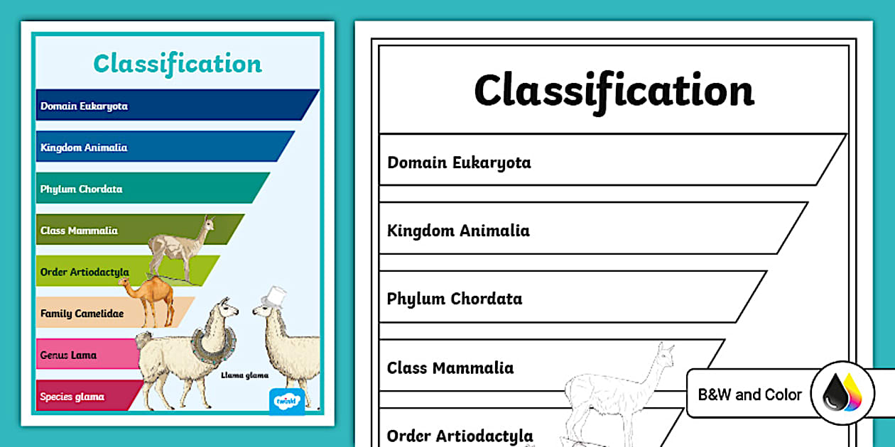 Classification Order Poster (teacher made) - Twinkl
